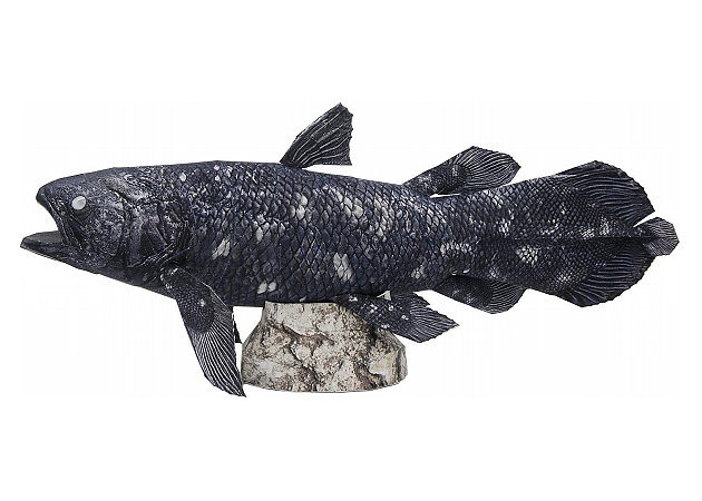 Coelacanth - Kit168 - Shop Đồ Chơi Mô Hình Giấy Papercraft Toy