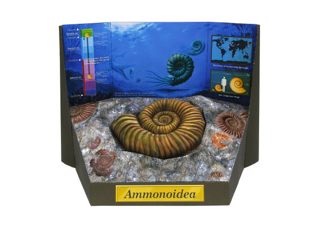 Ammonite Fossil - Kit168 - Shop Đồ Chơi Mô Hình Giấy Papercraft Toy